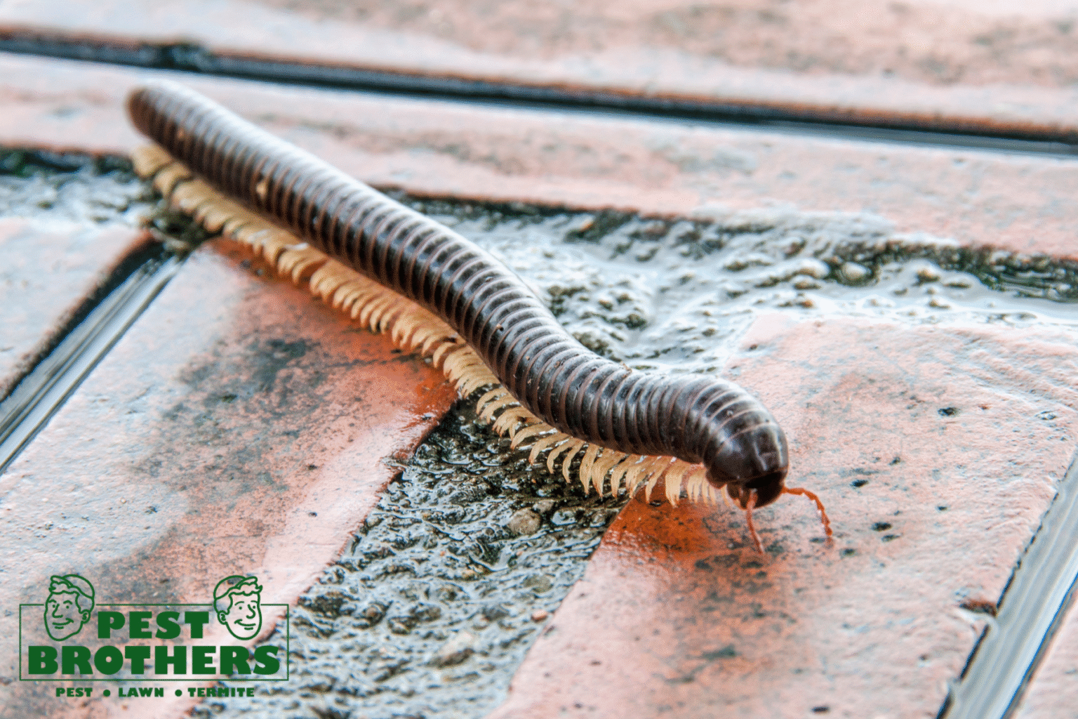 What Do Millipedes Eat? Prevent Infestations in Your Home
